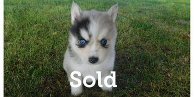 Clover Ridge Pomskies - Dog Breeder, Pomsky Breeder