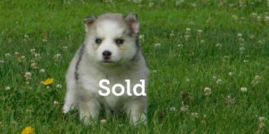 Clover Ridge Pomskies - Dog Breeder, Pomsky Breeder