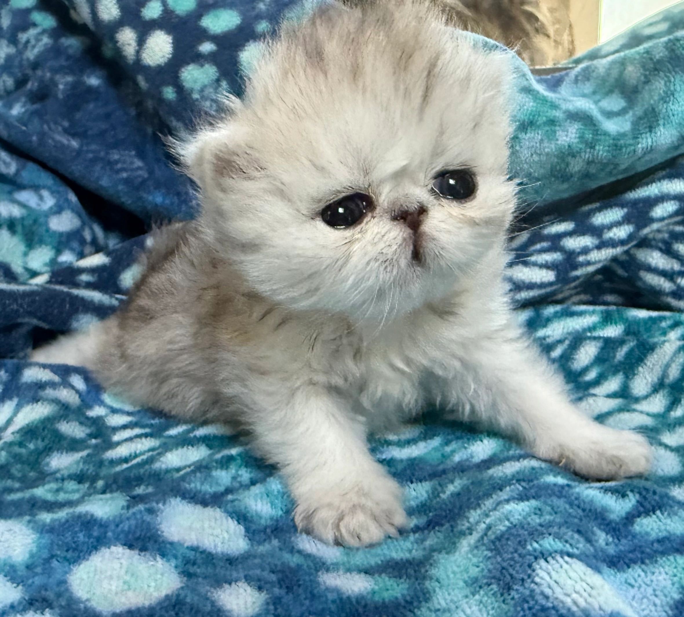 Silver Meows Persian Cattery - Persian Kittens in Oregon/Washington ...