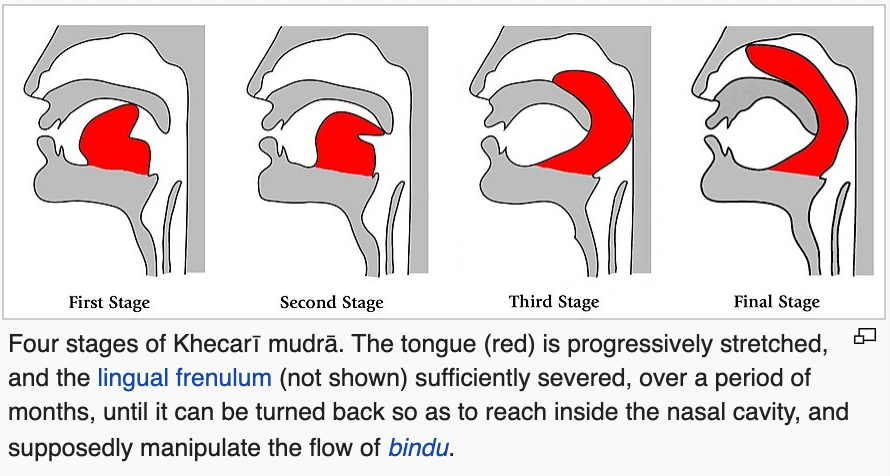 The suggested resting position of the Tongue