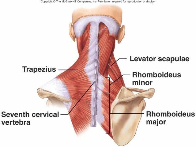 Understanding Rhomboid Pain: Trigger Points and Beyond
