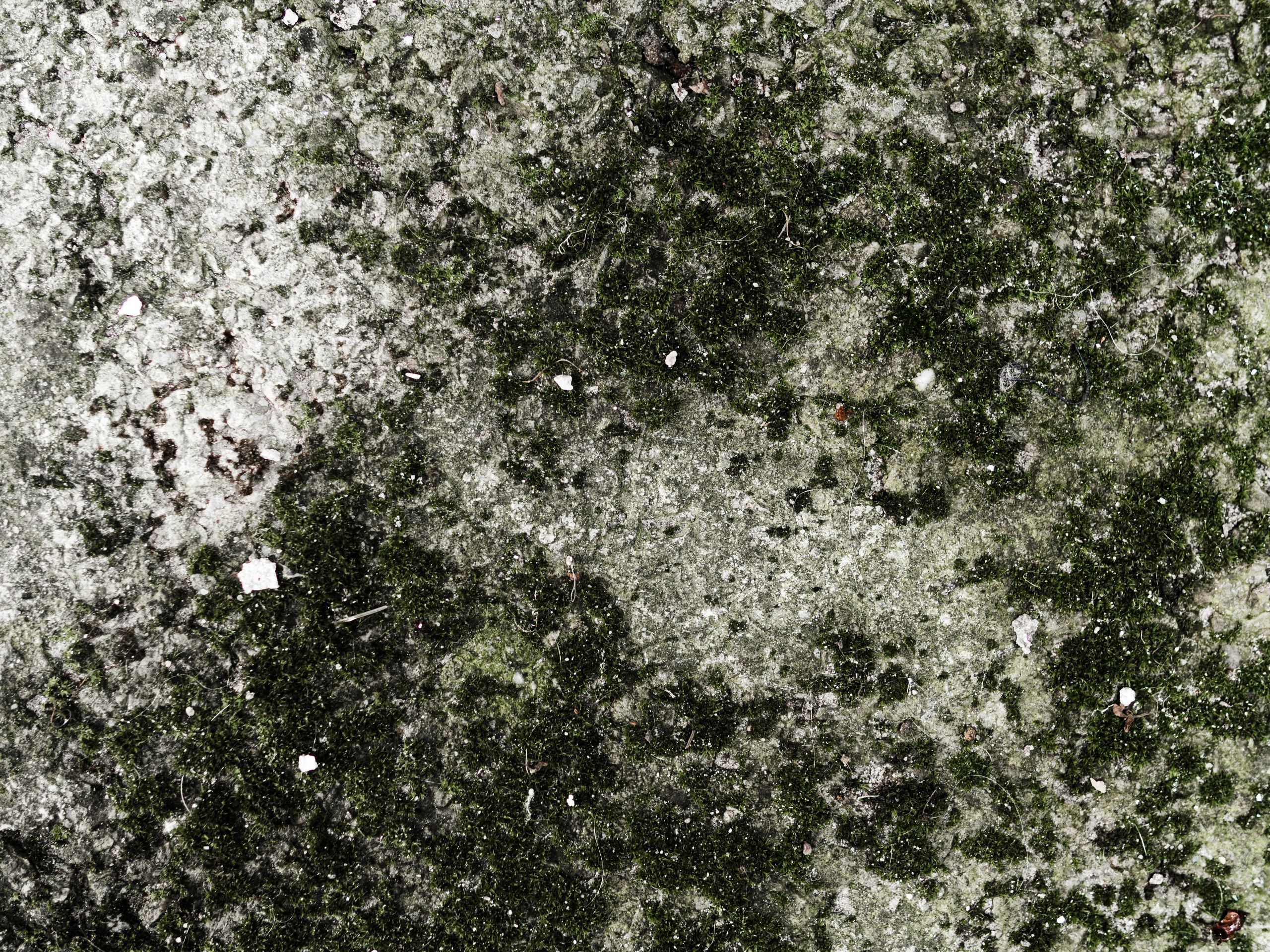 Understanding Stachybotrys: The Infamous 'Black Mold'