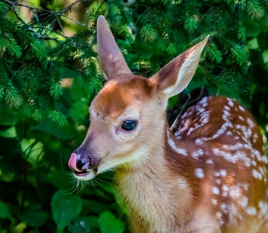 Critters | In Harmony With Nature