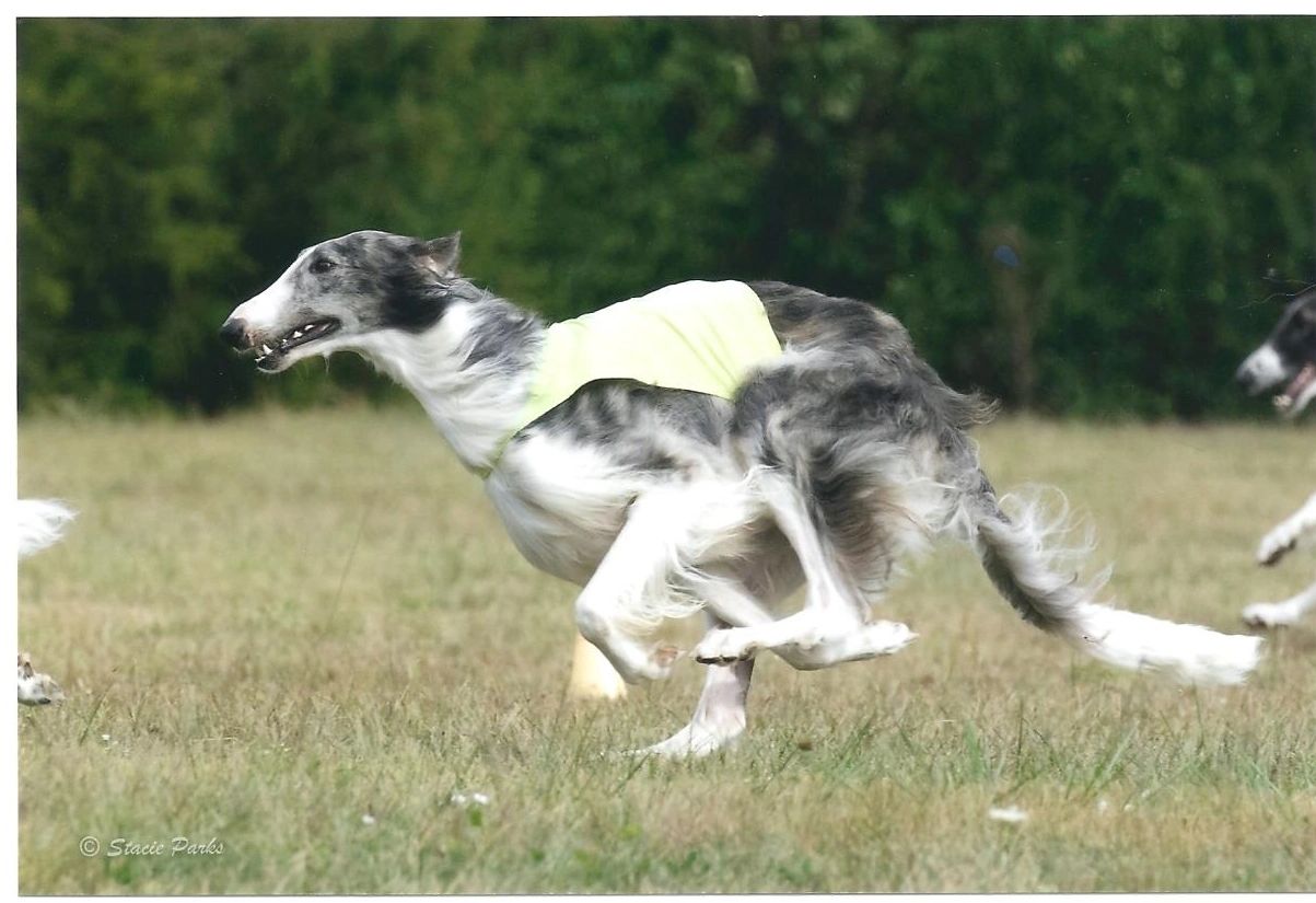 Borzoi Breed Information and Care Tips