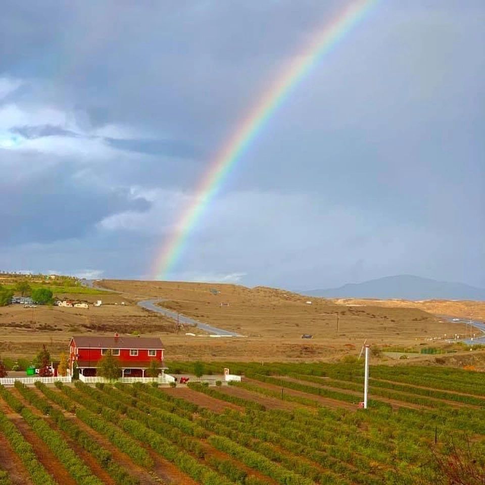 FAQs About U-Pick Blueberries at Temecula Berry Co