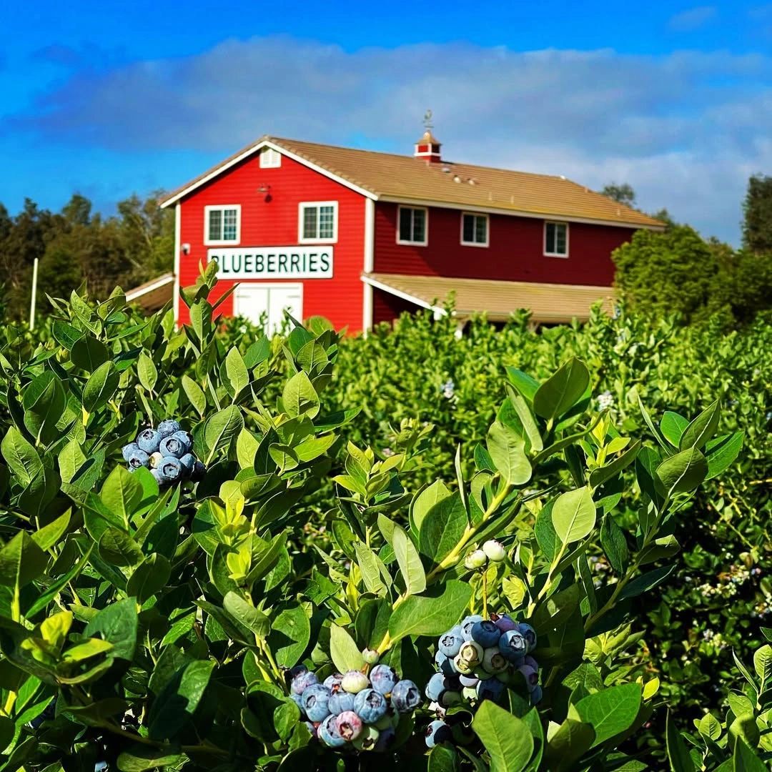Temecula Berry Farm: Fresh Blueberries Await You