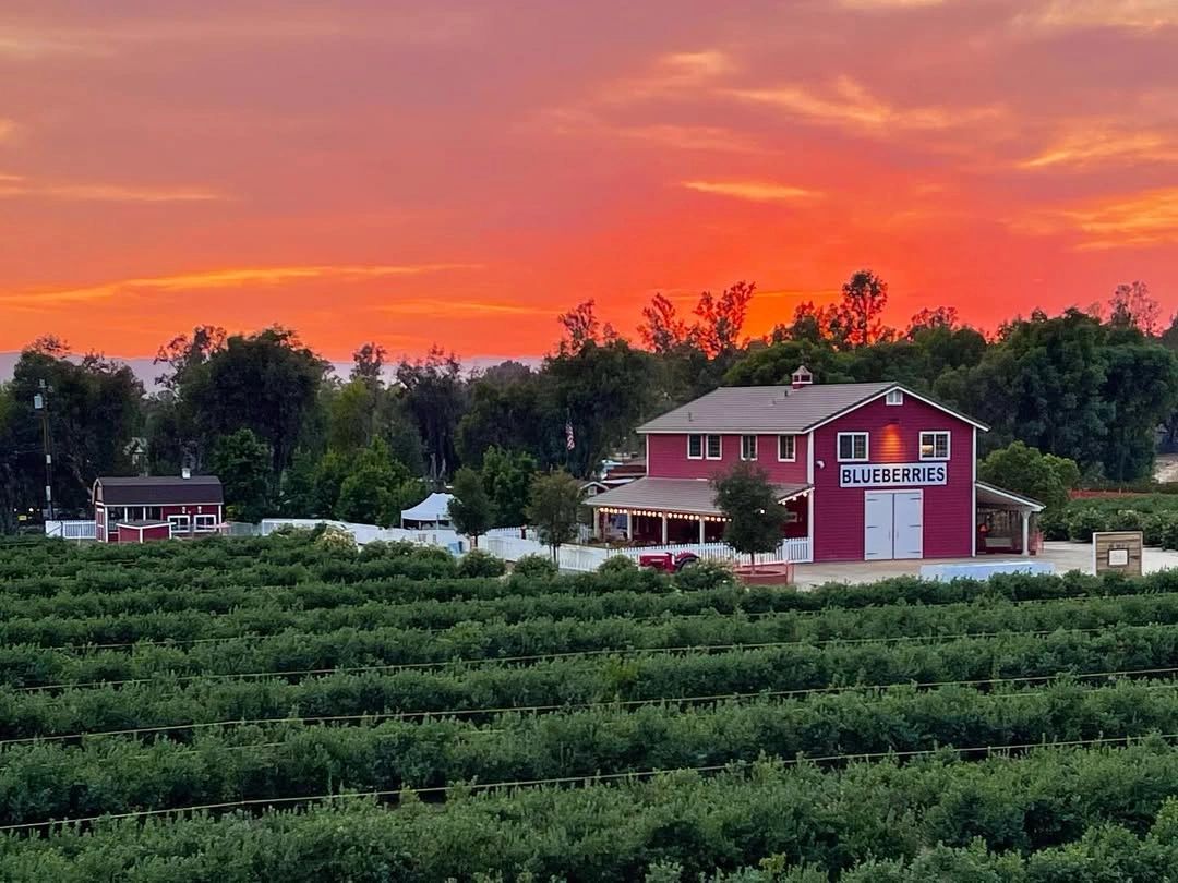 Temecula Berry Farm: Fresh Blueberries Await You