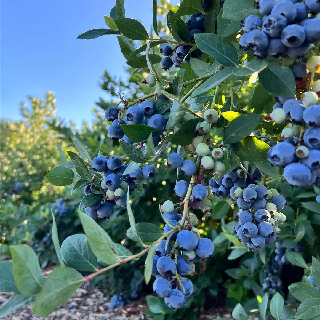 Temecula Berry Farm: Fresh Blueberries Await You