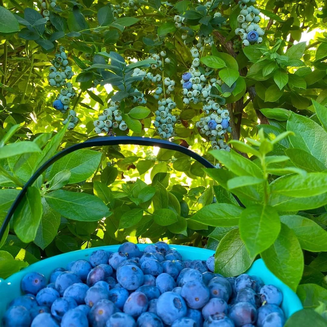 Temecula Berry Farm: Fresh Blueberries Await You