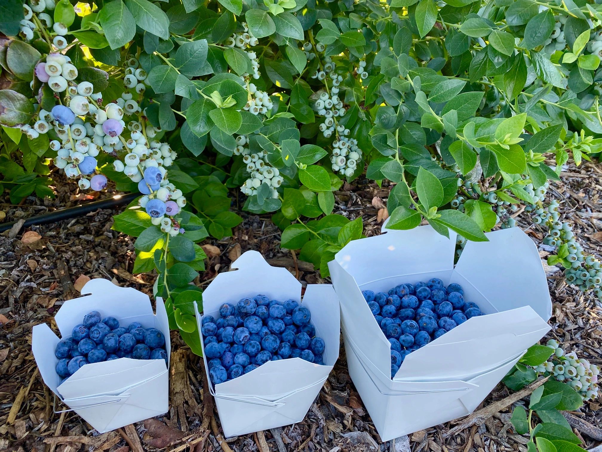 Temecula Berry Farm: Fresh Blueberries Await You