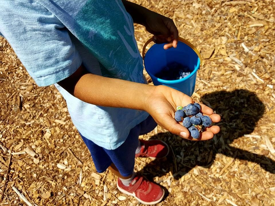 What to Know Before Visiting a U-Pick Blueberry Farm in Temecula