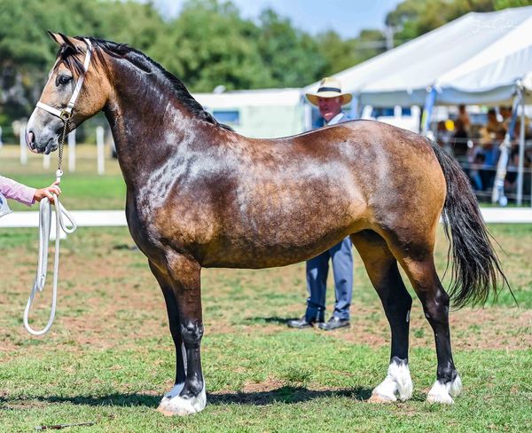 PEN-NANT WELSH COB STUD