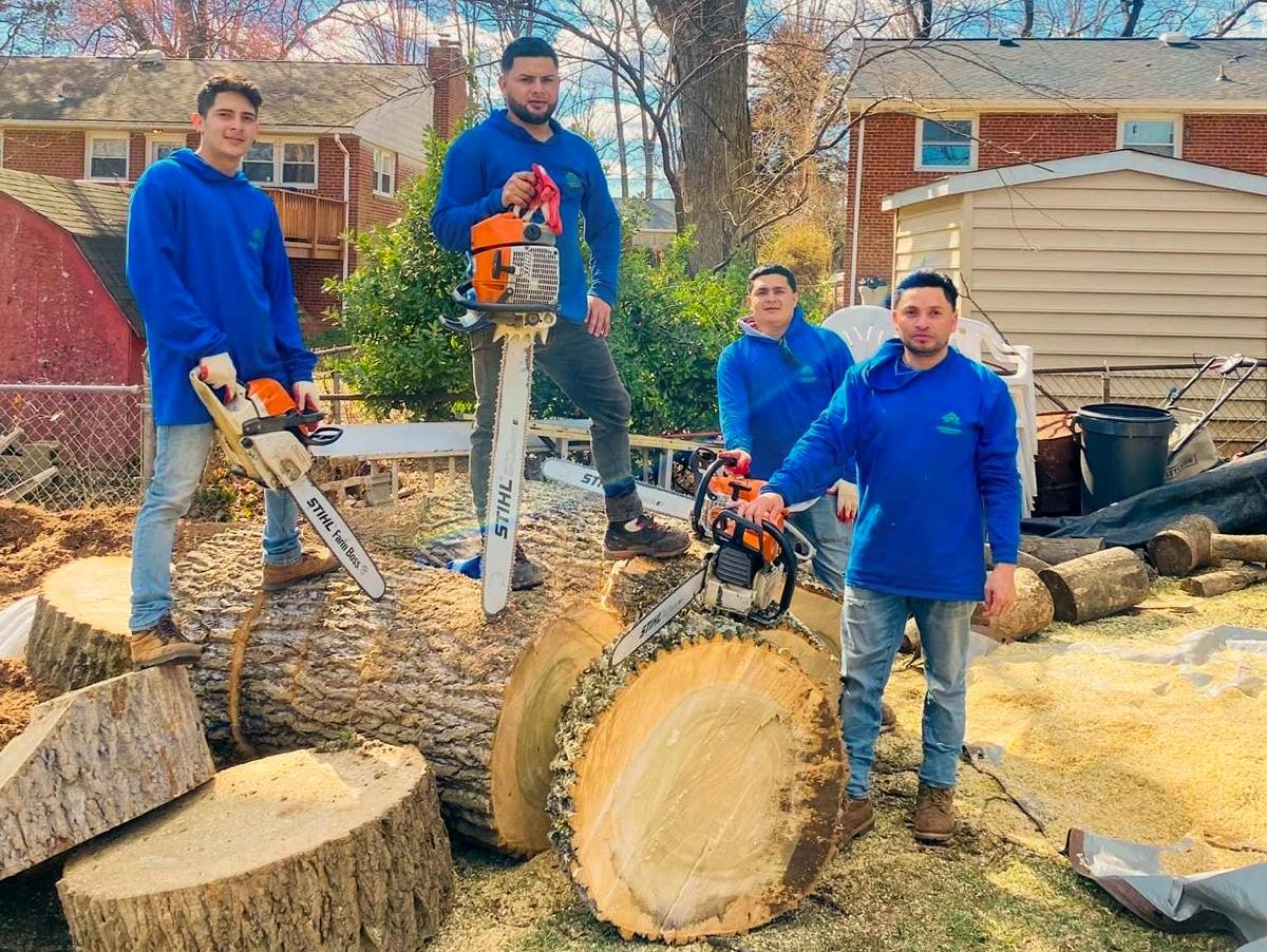 Professional Tree Trimming and Removal Services