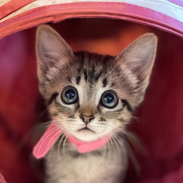 Cute Kittens - QT Kittens