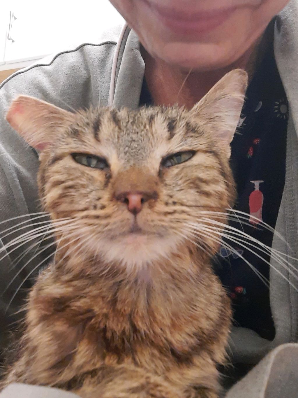 Special Needs Cats - QT Kittens