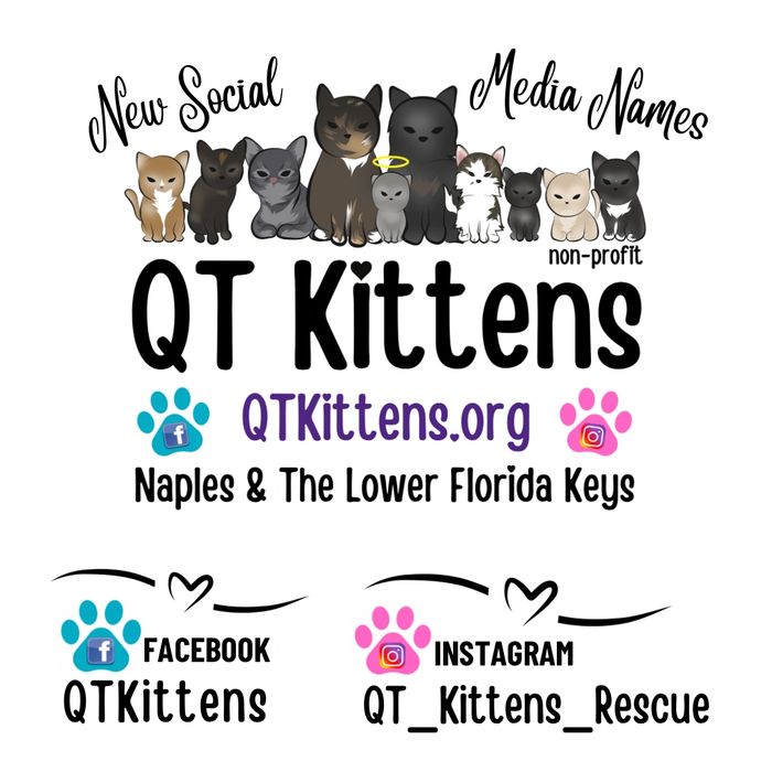 Cute Kittens - QT Kittens