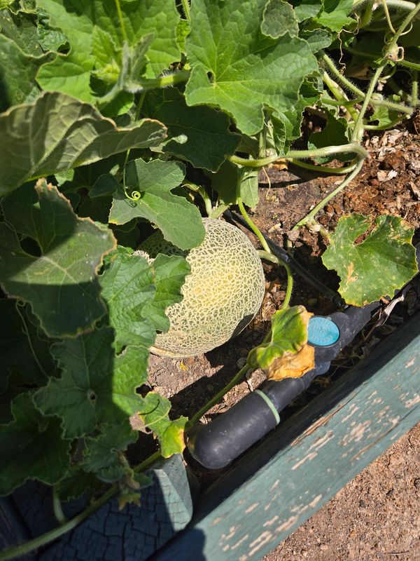 The Zion Urban Farm
