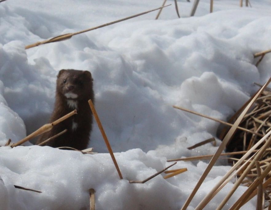 Basic Trapper Training