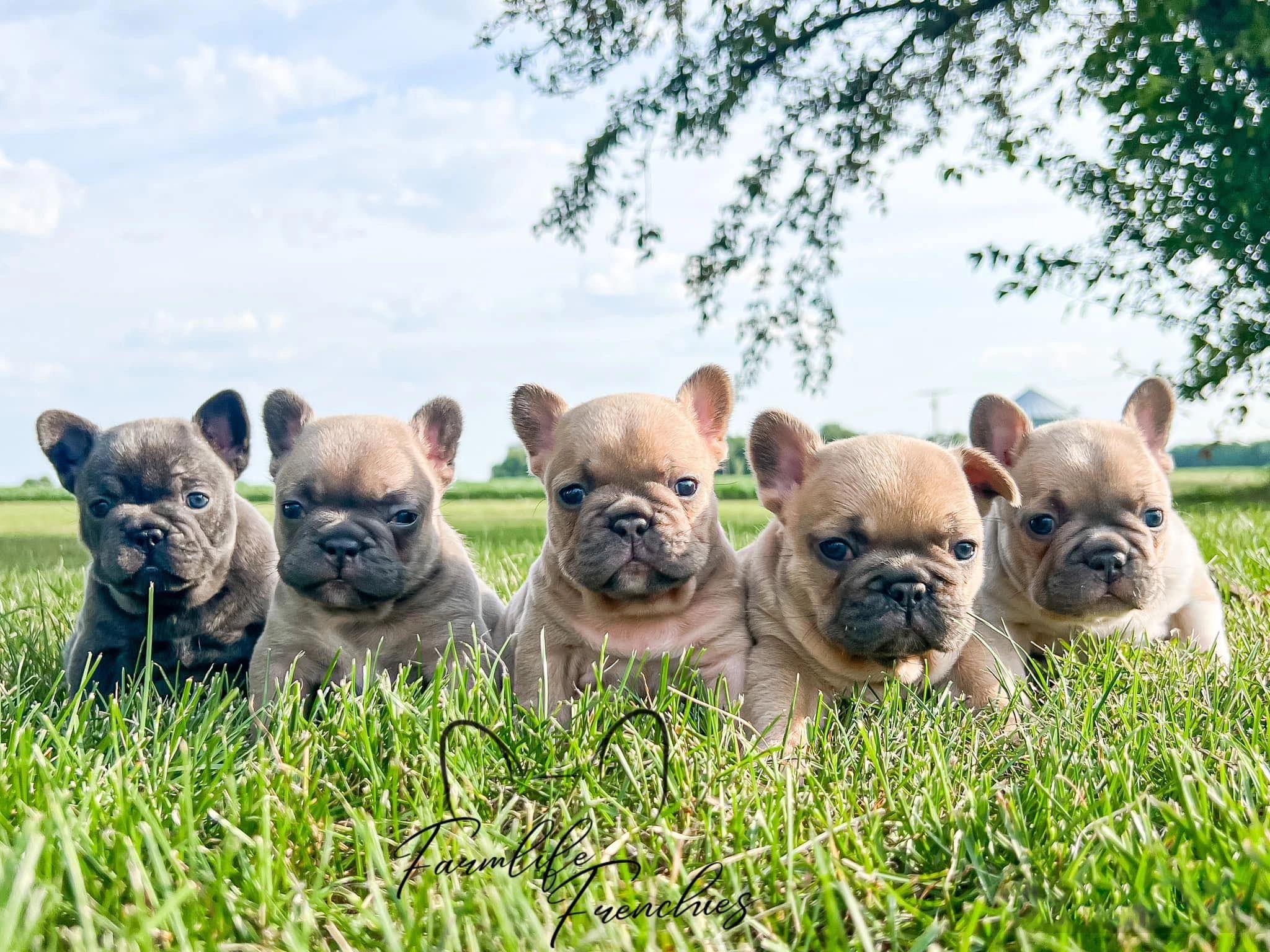 Farmlife Frenchies