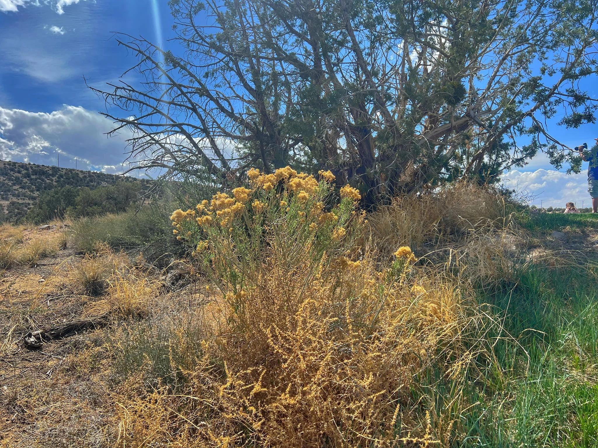 Expert Weed Control Services in NM | Pest Control