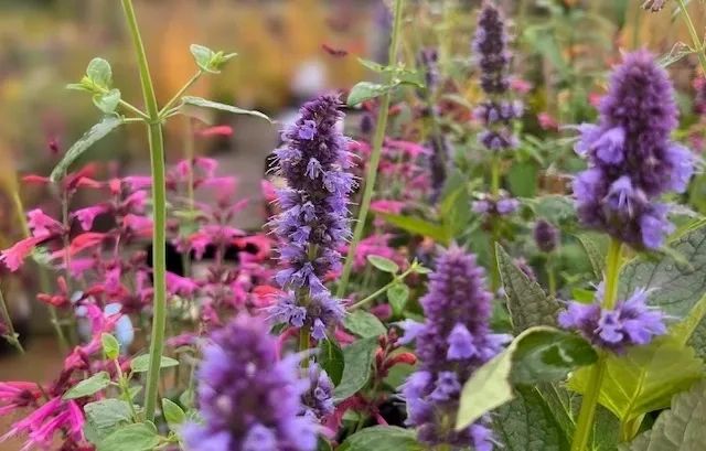 Alpine Perennials Nursery