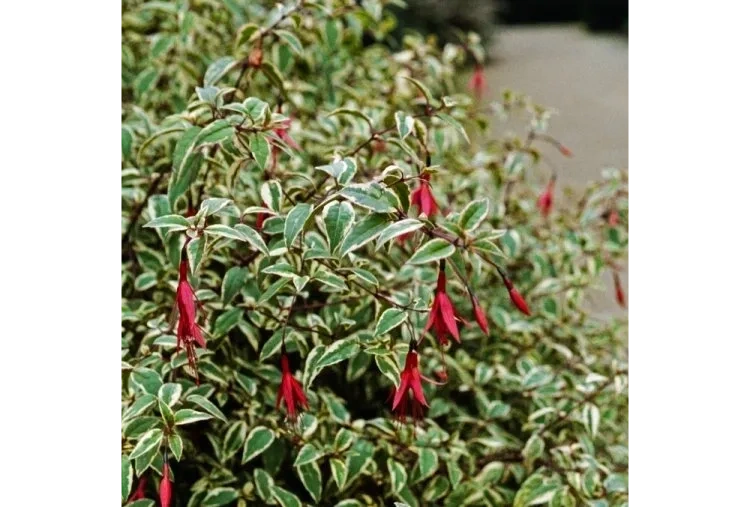 Fuchsia magellanica 'Variegata' - Variegated Bush Fuchsia