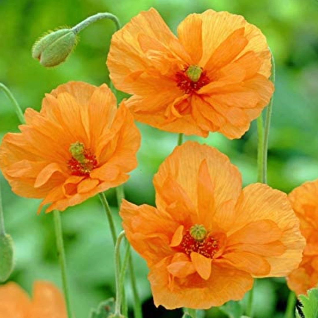 Papaver rupifragum 'Spanish Poppy'