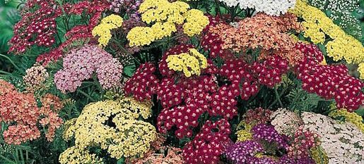 Alpine Perennials Nursery