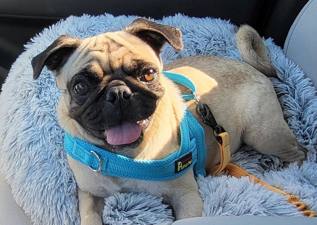 Cooper *Adoption Pending*