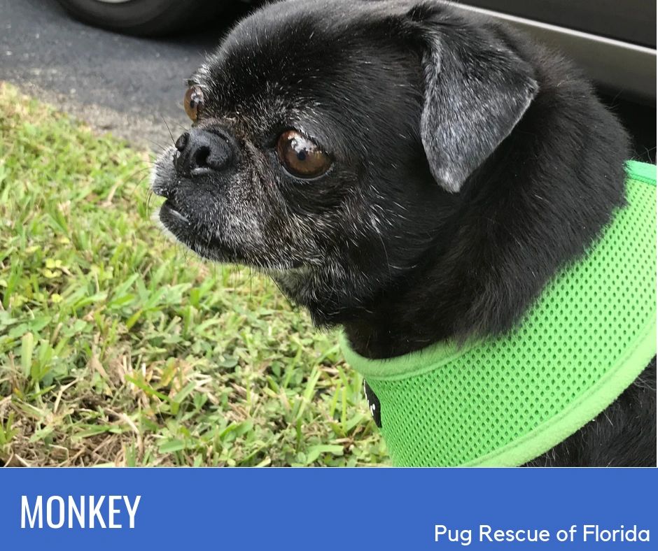 Monkey