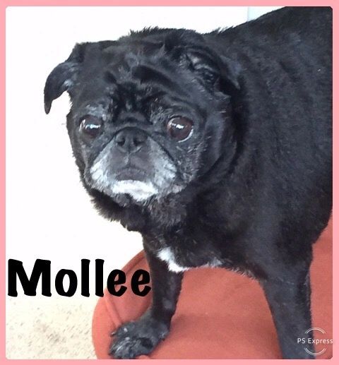 Mollee