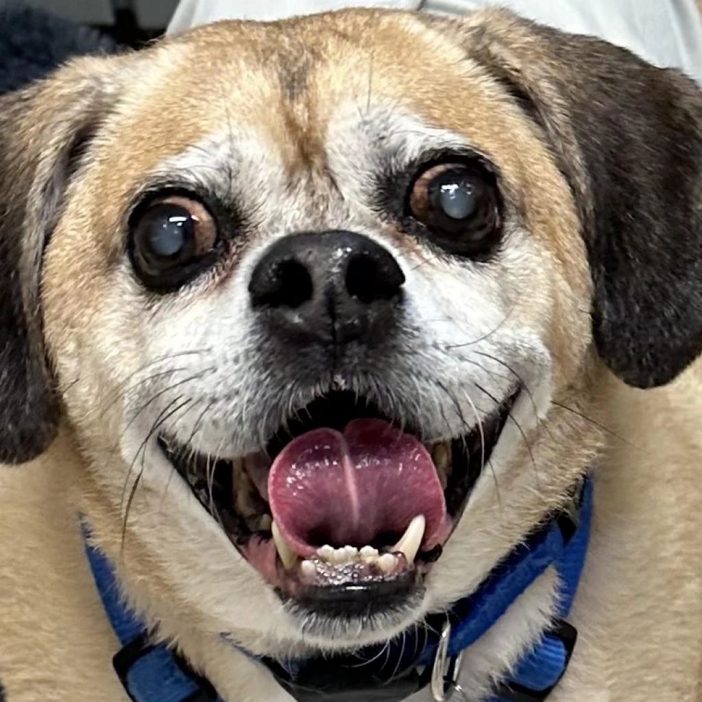 Bentley *Adoption Pending*
