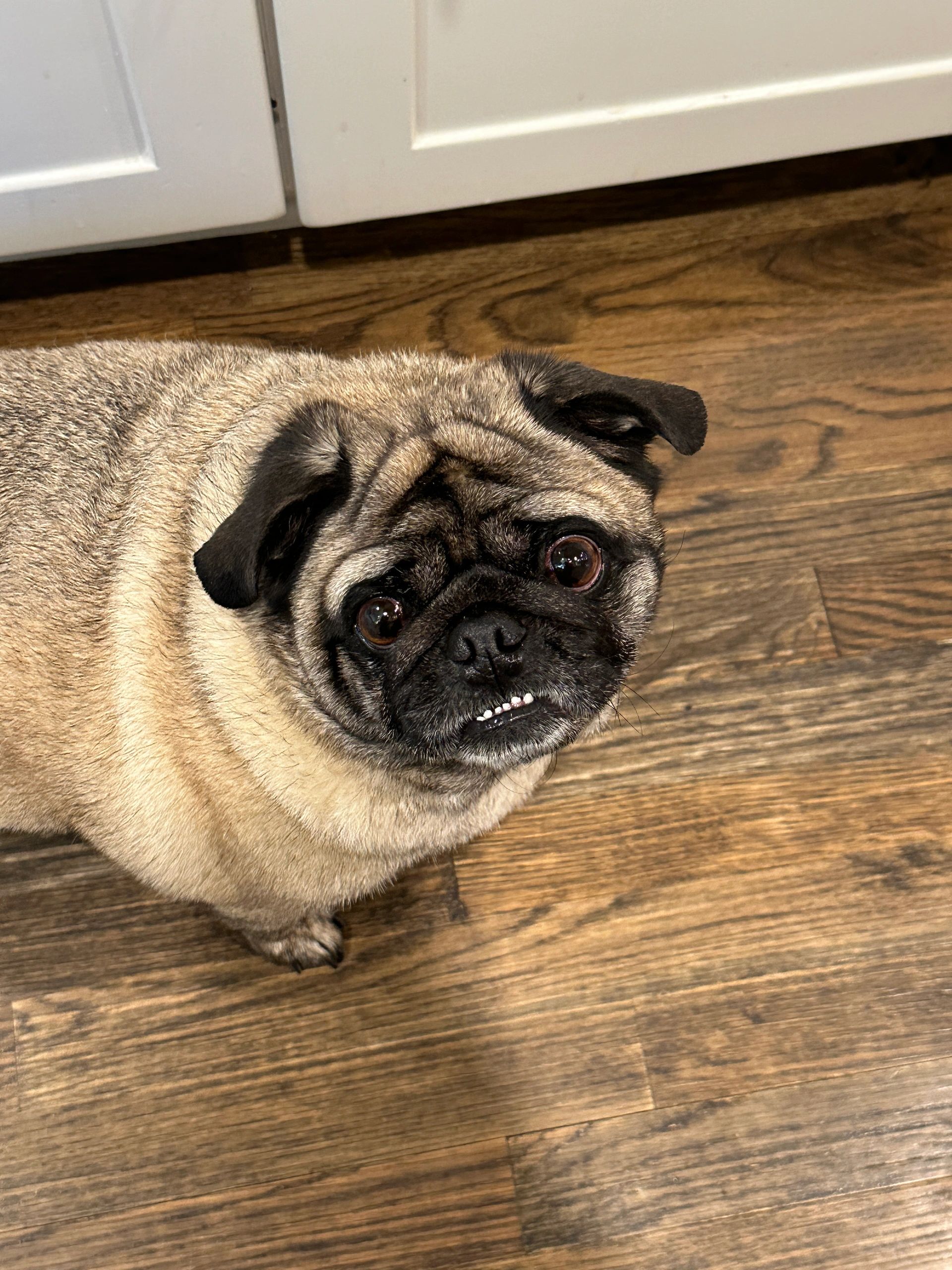 Toby *Adoption Pending