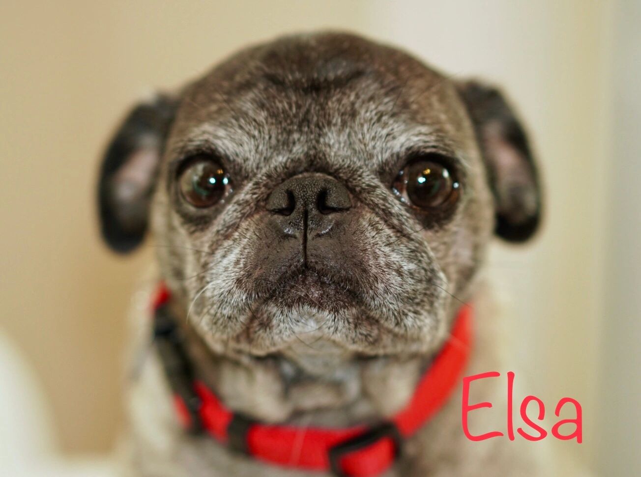 Elsa
