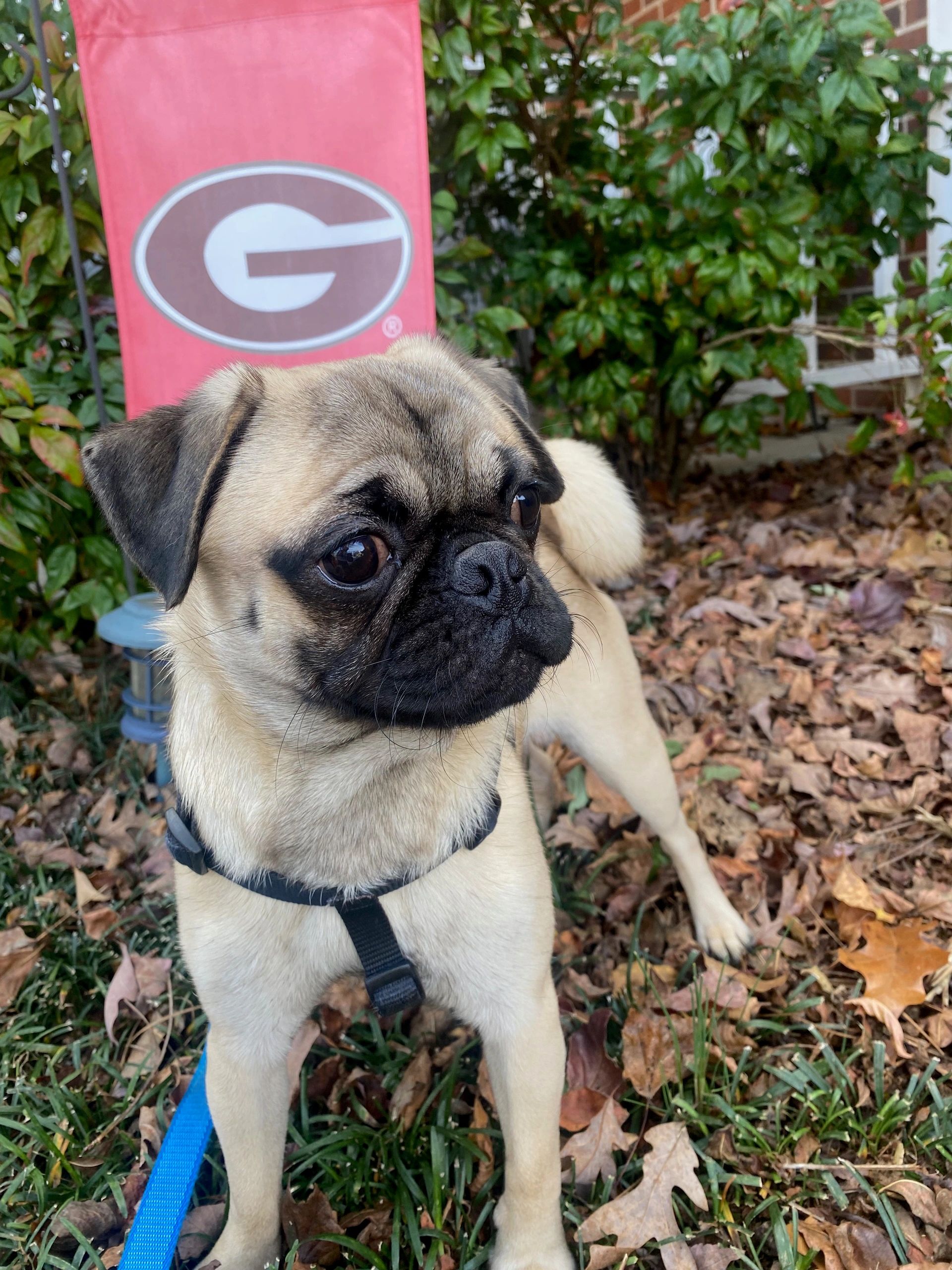 Goose *Adoption Pending*