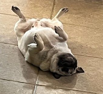 Pug Playing Dead