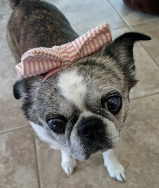 PEEKACHOO - Adoption Pending