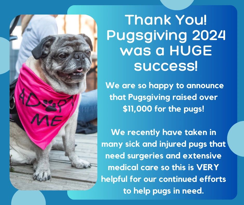 Pug Rescue of Florida & Georgia - Pug Rescue, Pugs for Adoption