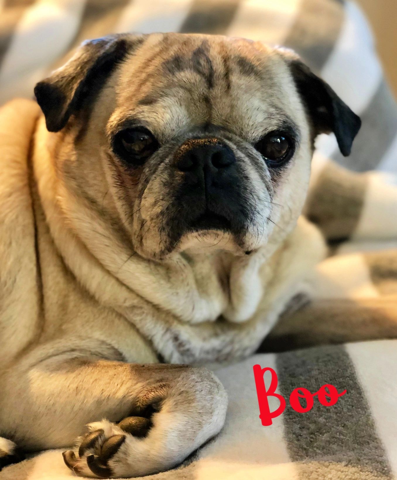 Boo