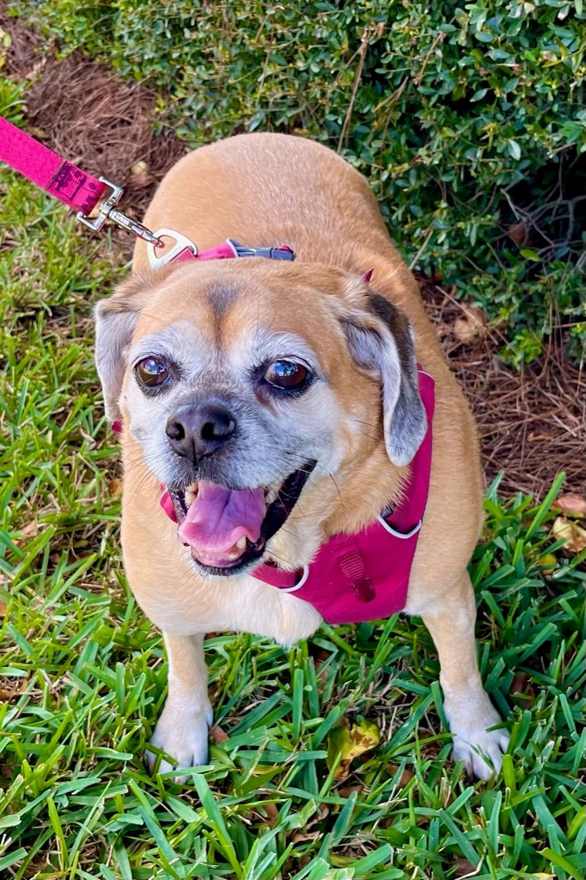 Coco- Adoption Pending