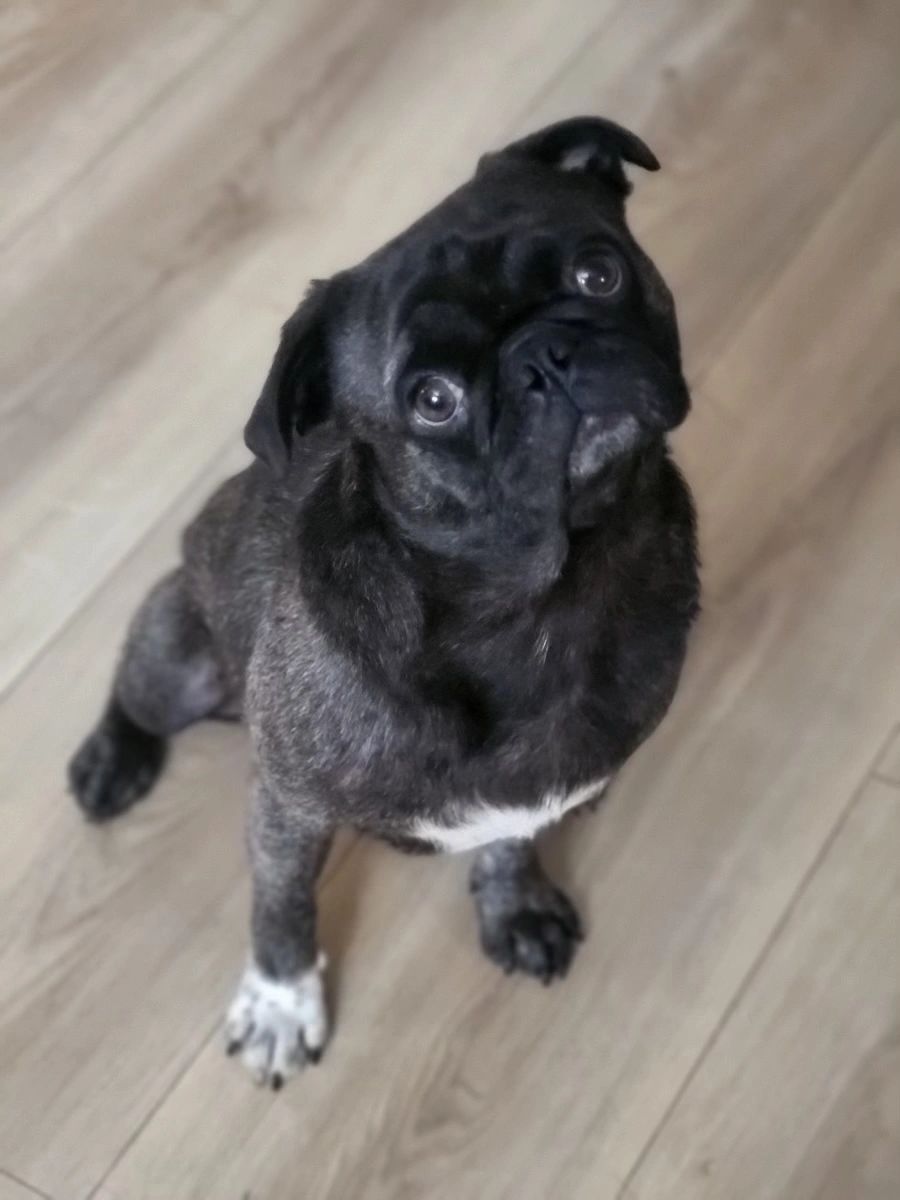 Jackson *Adoption Pending*