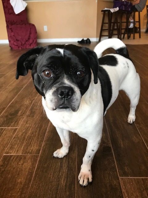 Sammy - Pug of the Month