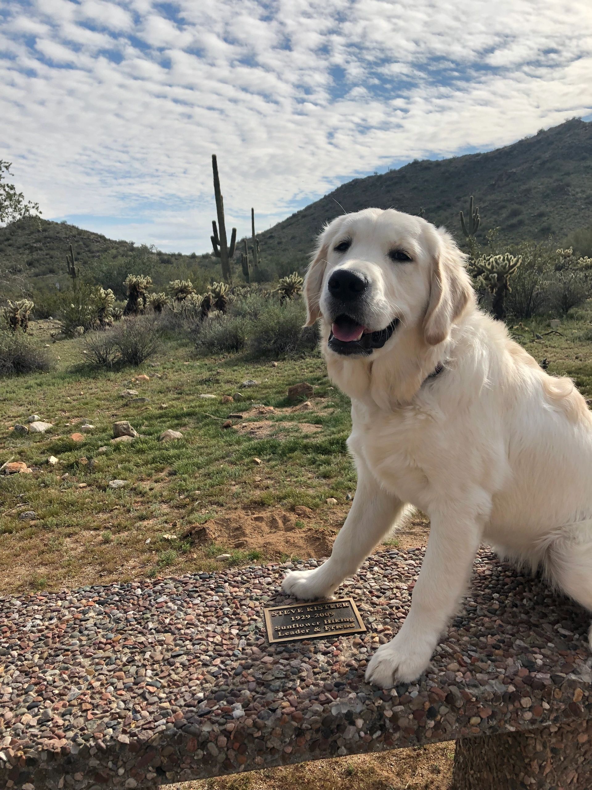 White Tank Golden Retrievers