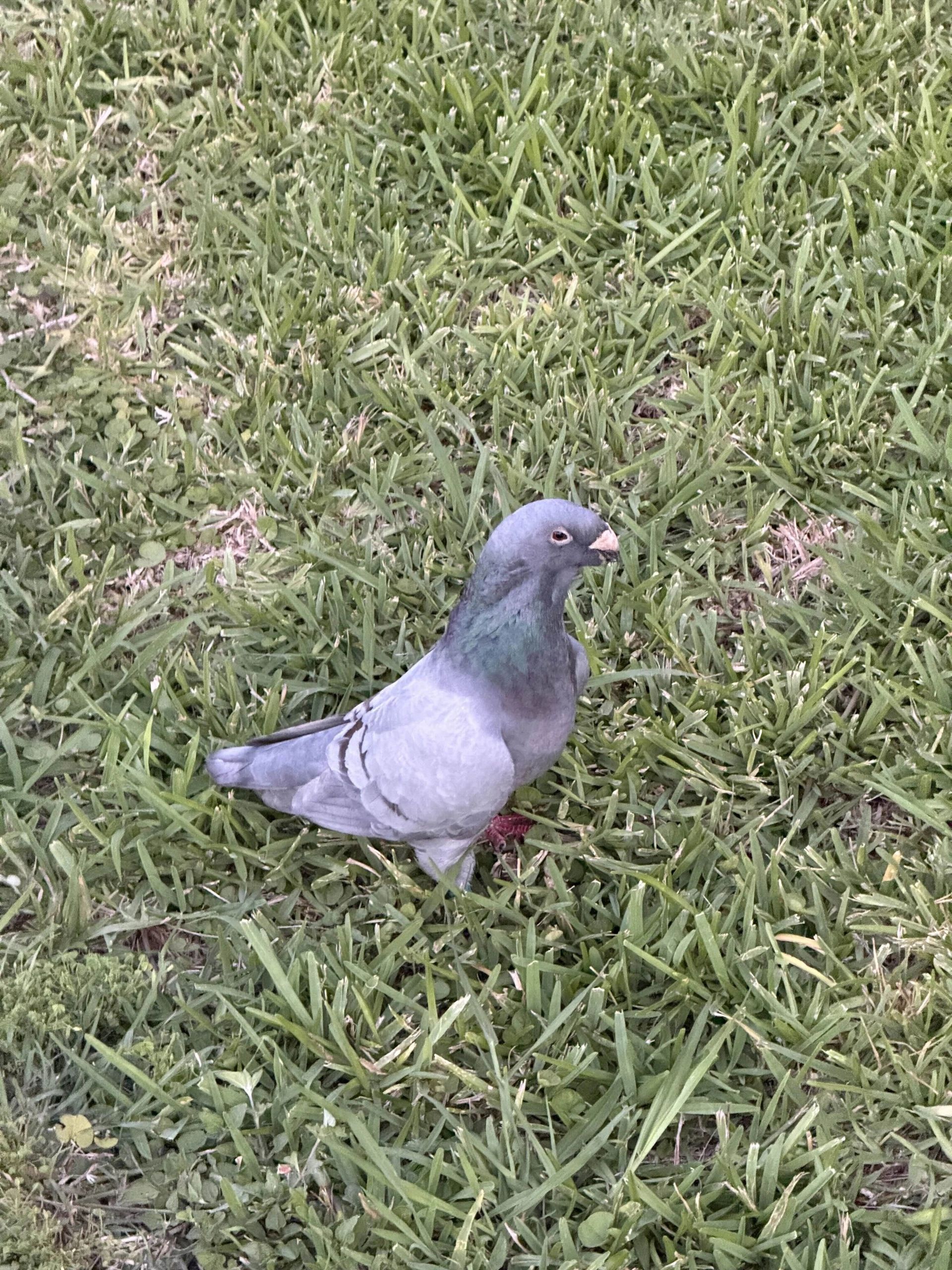 this is a regulation pigeon