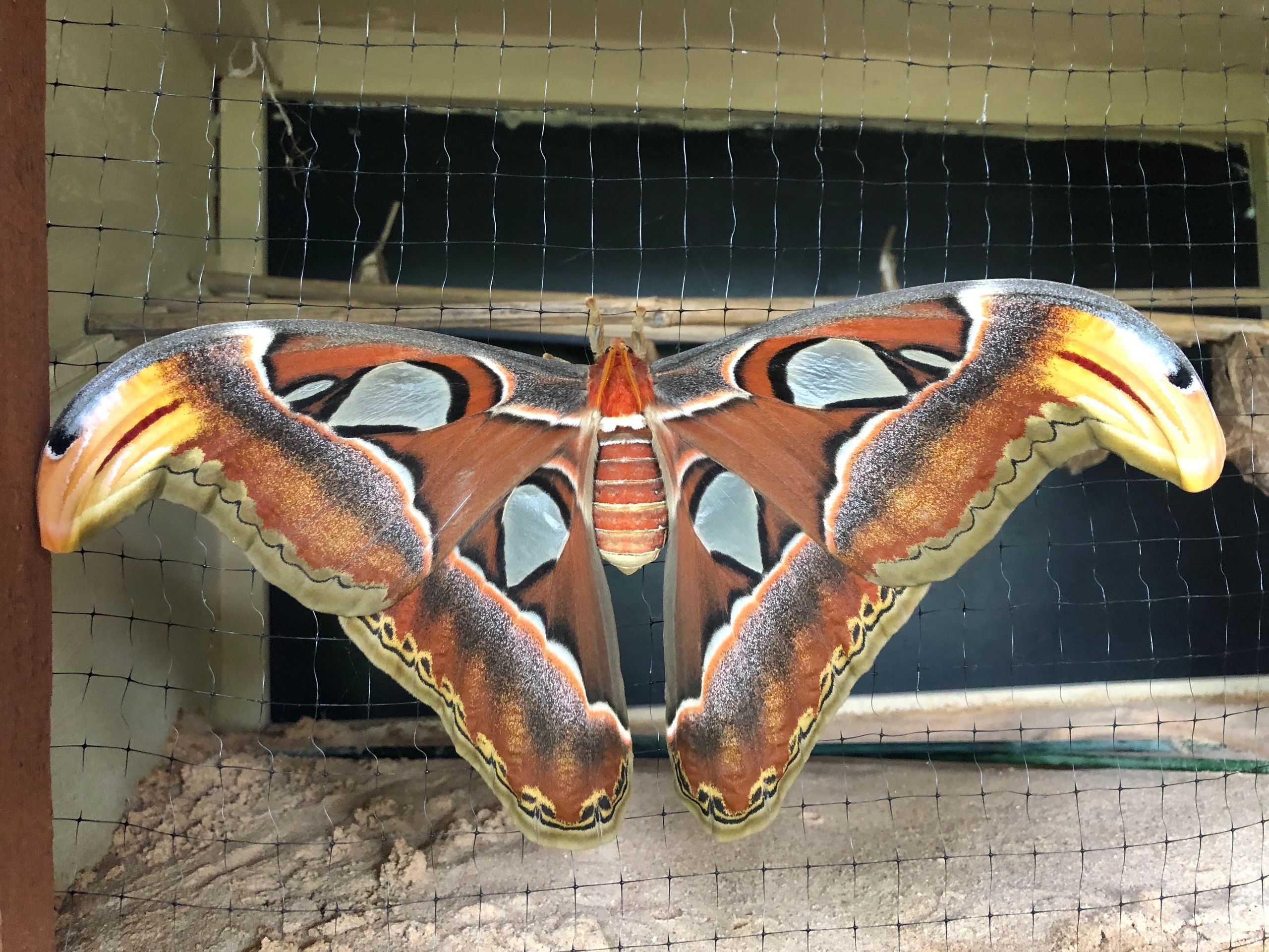 Butterfly World IOW - Attraction, Butterfly World, Butterfies