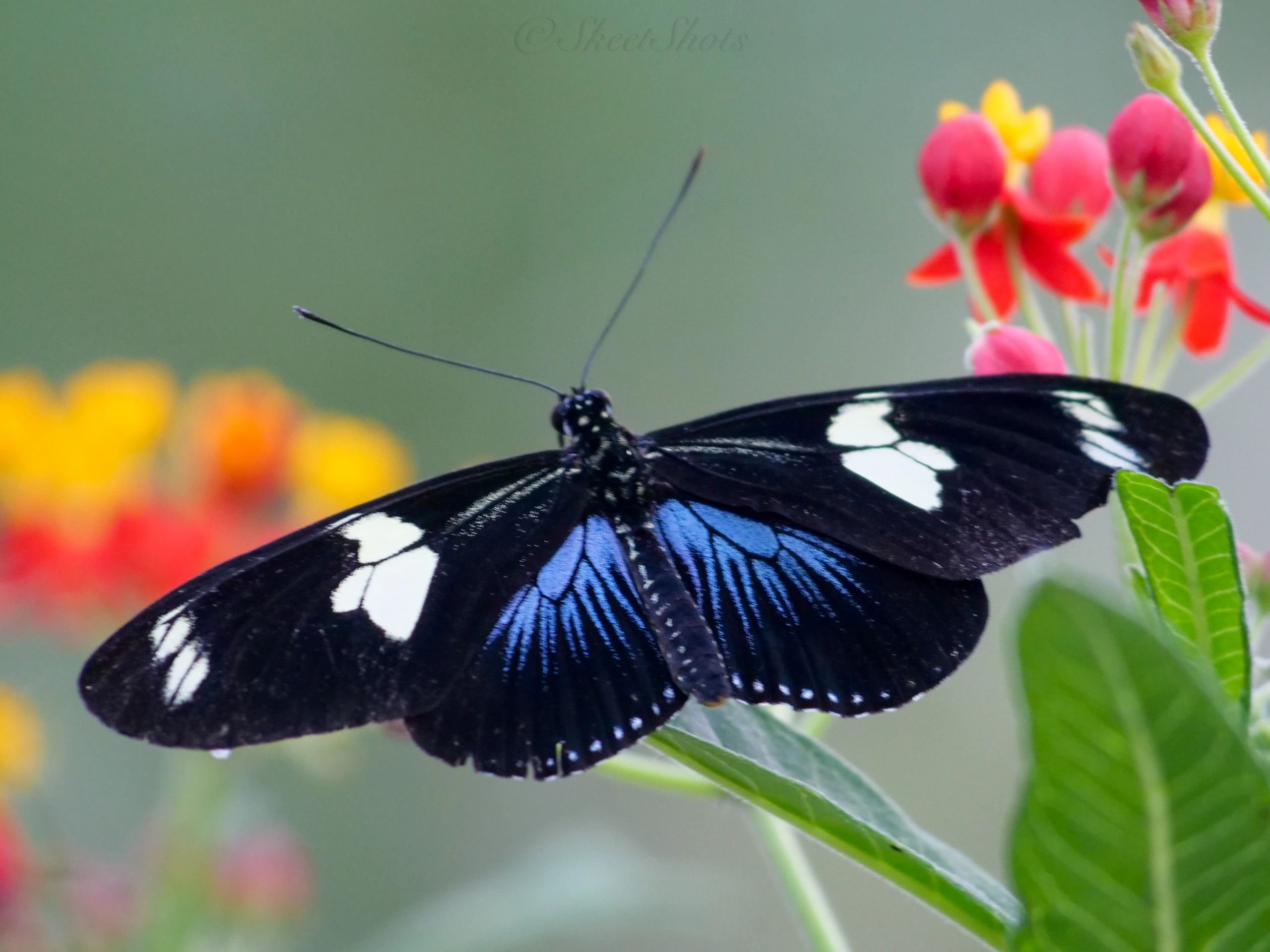 Butterfly World IOW - Attraction, Butterfly World, Butterfies