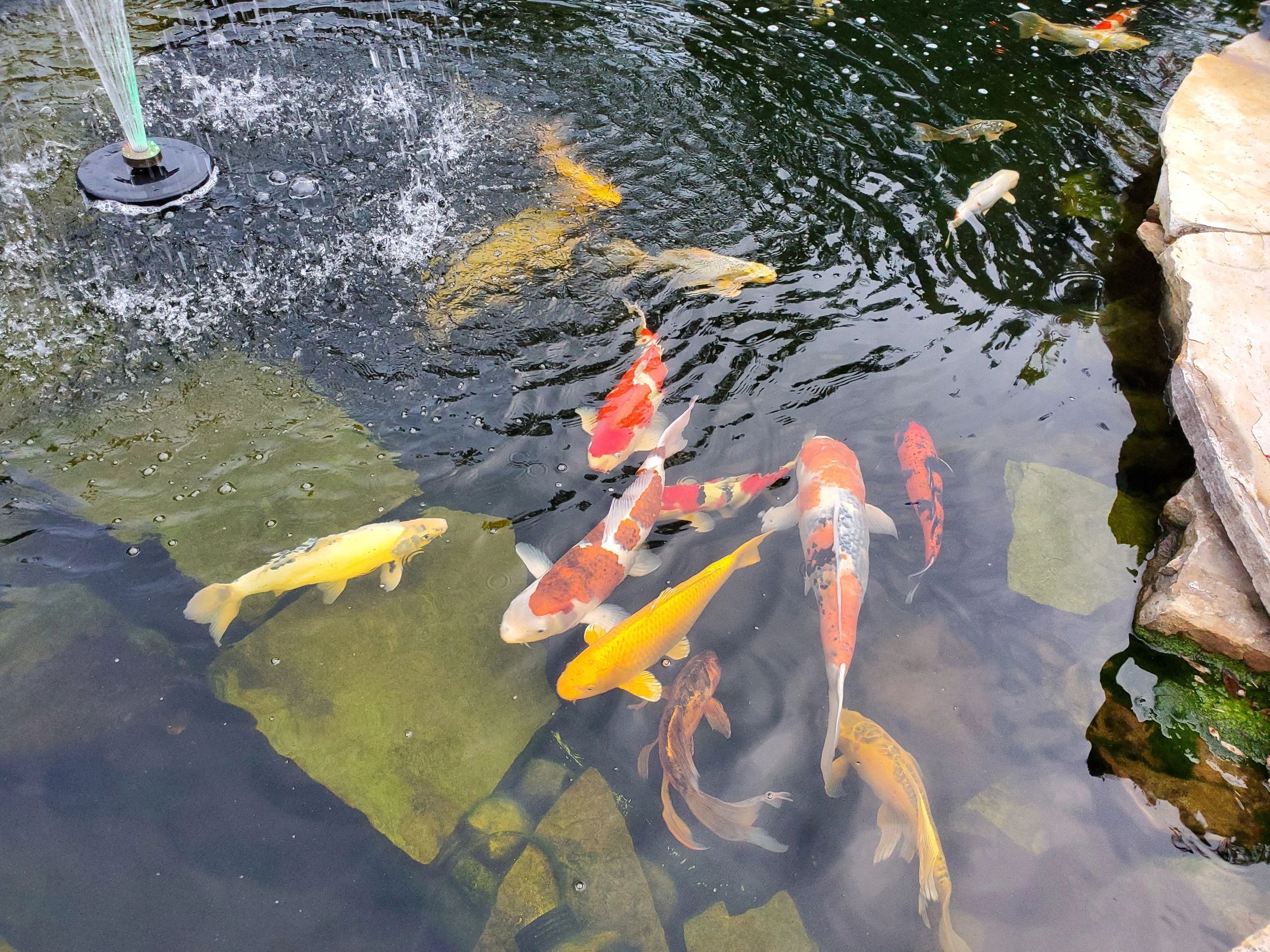 Gateway Koi and Pond Club | Gateway Koi and Pond Club