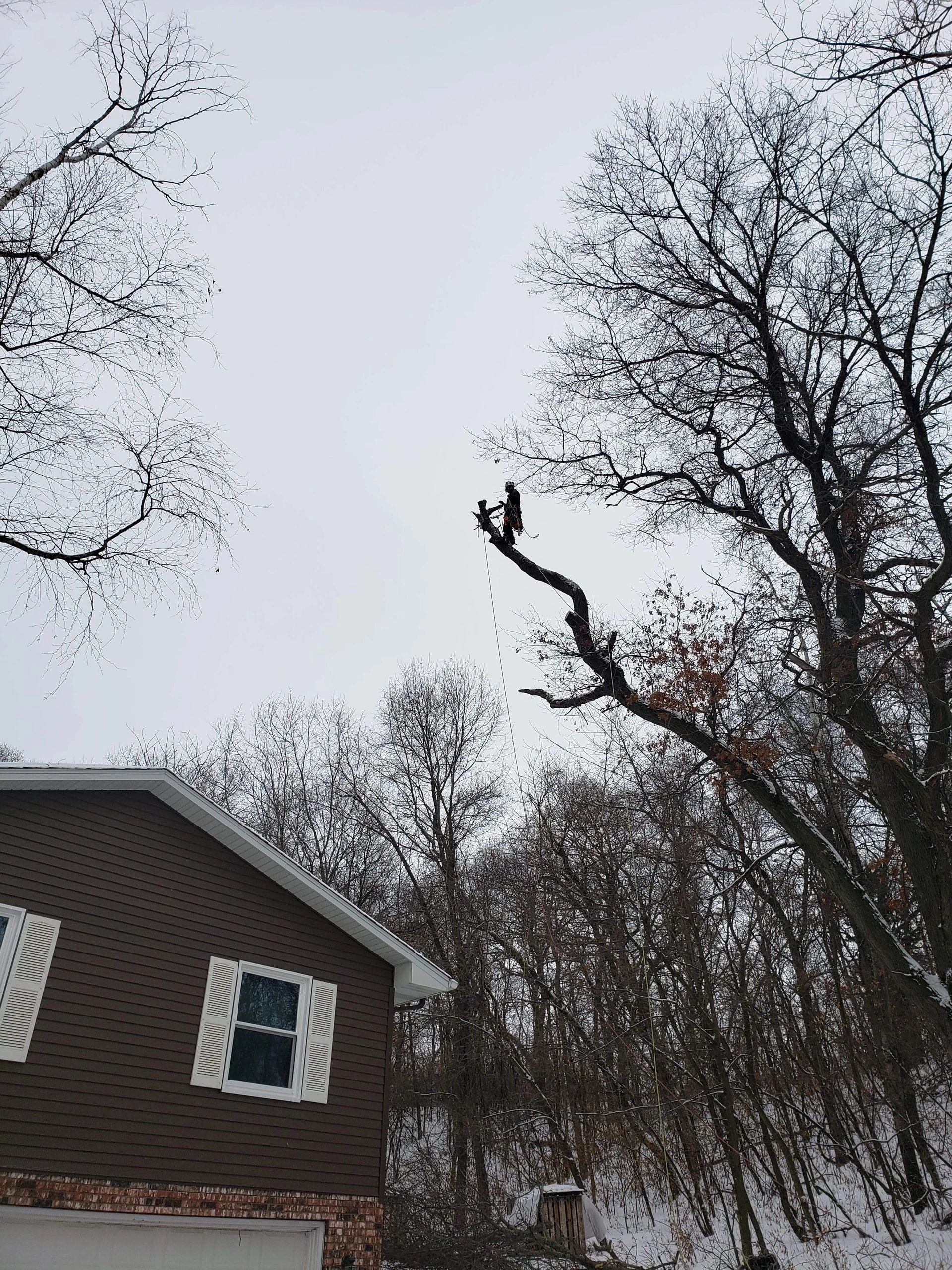 Zombie Tree Mercenary