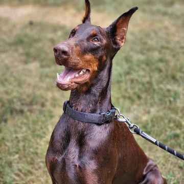 Absolute K9's - Doberman, Dog Breed