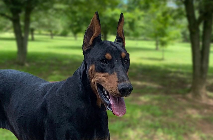 Absolute K9's - Doberman, Dog Breed